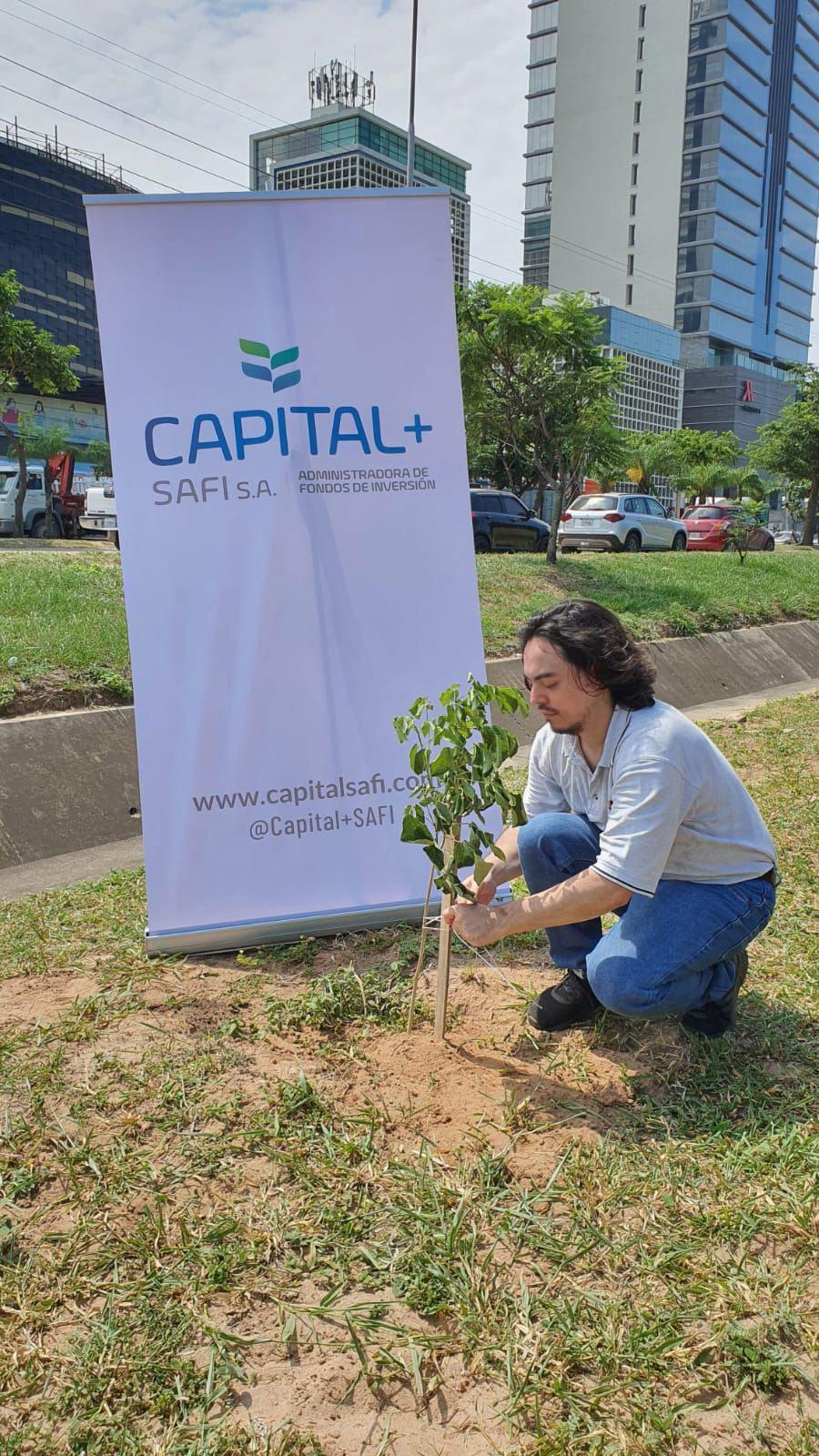 Urban trees growing together with fundare – Capital + Safi